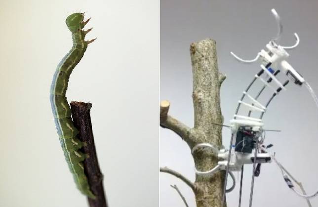 Biomimetics -learning from nature | Innovation Essence Biomimetics -learning from nature | Innovation Essence