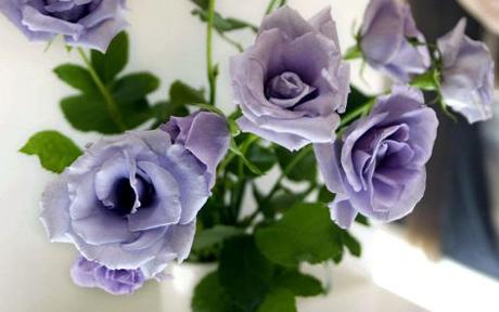 First Genetically Modified Blue rose. | Innovation Essence