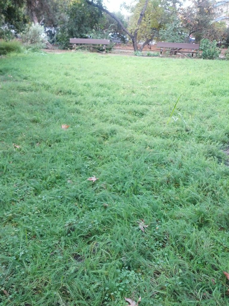 Dwarf Grass That Does Not Require Mowing | Innovation Essence